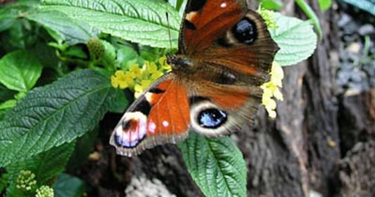 Insekten | Radio Prague International